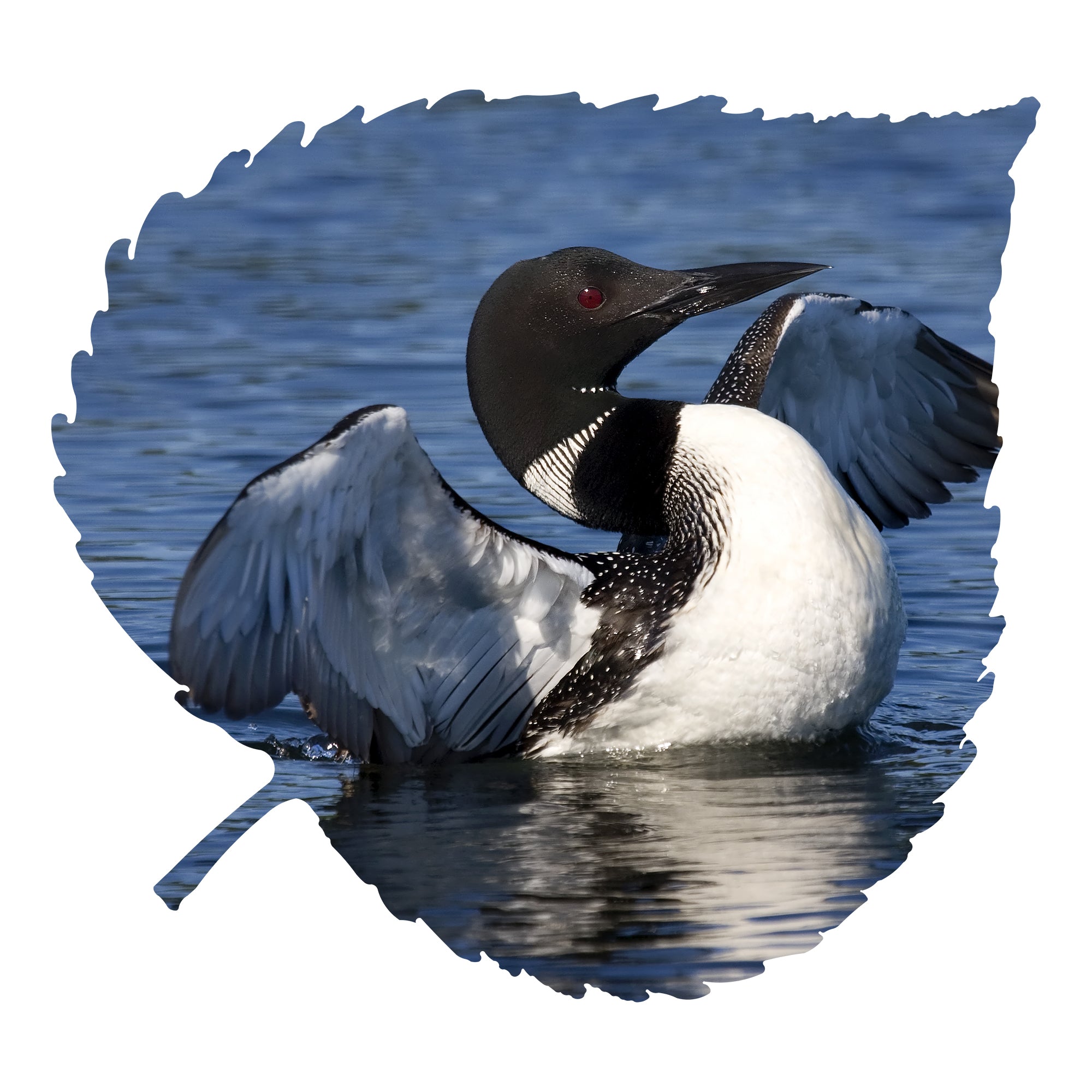 Loon Metal Wall Art | Indoor & Outdoor Home Décor – Metal Art Maker