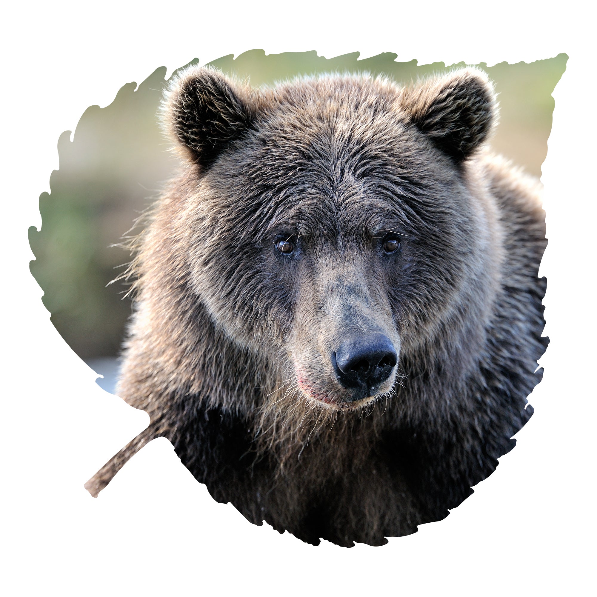 Bear Aspen Leaf Metal Wall Art for Home & Outdoor Décor – Metal Art Maker